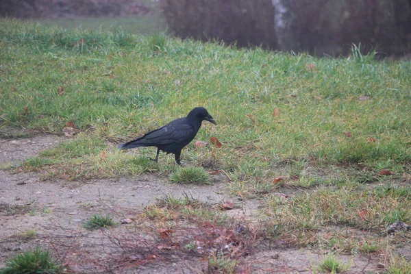 Bird identification Stock Photos, Royalty Free Bird identification ...