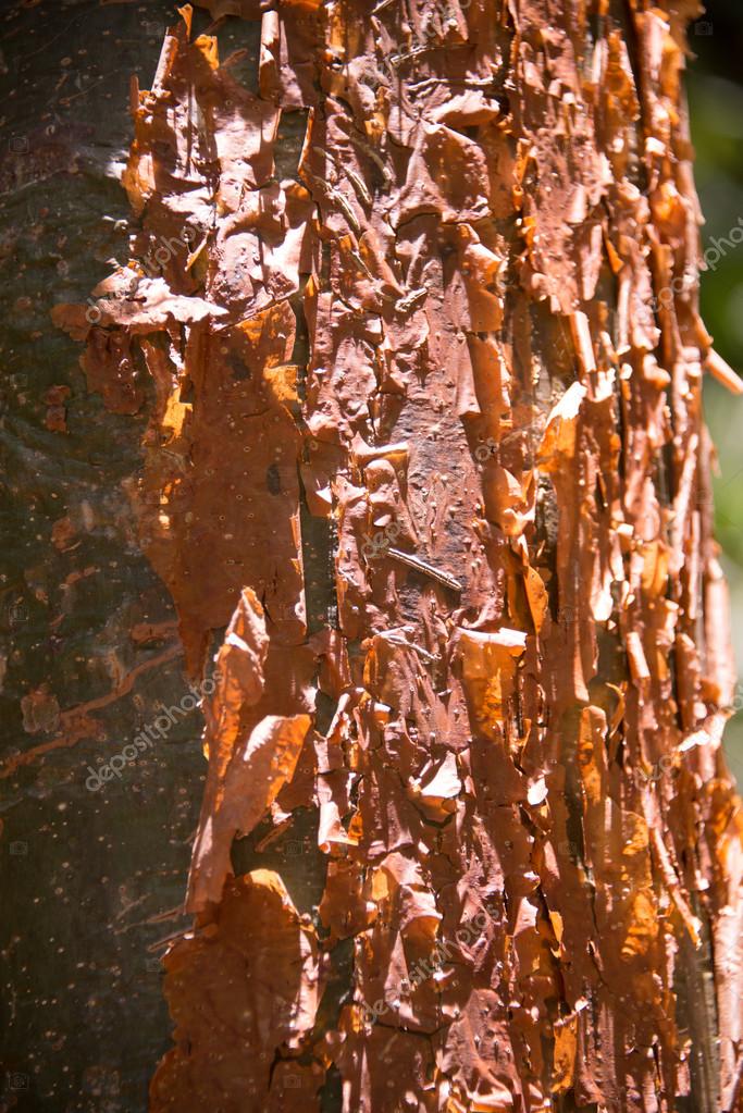 Tourist tree — Stock Photo © JimmyJames75 #32608959