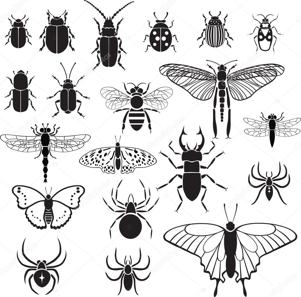 20 imágenes vectoriales de insectos 2024
