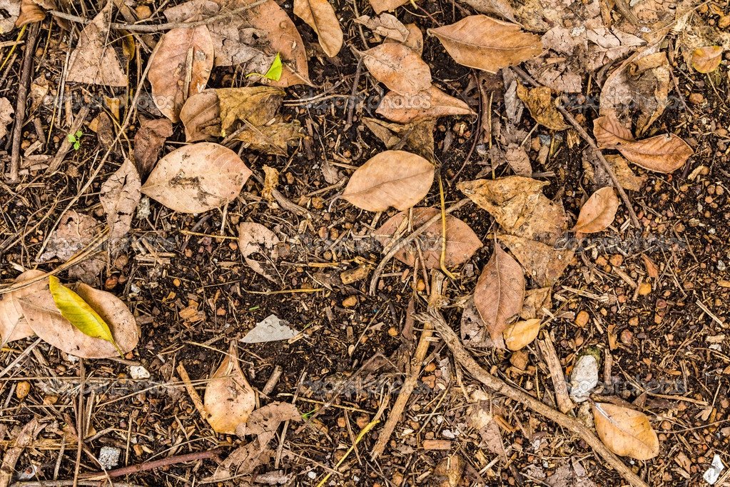 Dry leaves texture on ground — Stock Photo © BThaiMan #31384993