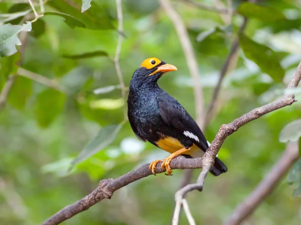 Golden Crested Myna Ampeliceps Coronatus Bird Sitting Branch Thailand ...