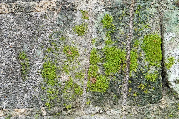 Musgo sobre columna de concreto Stock Photos, Royalty Free Musgo sobre ...