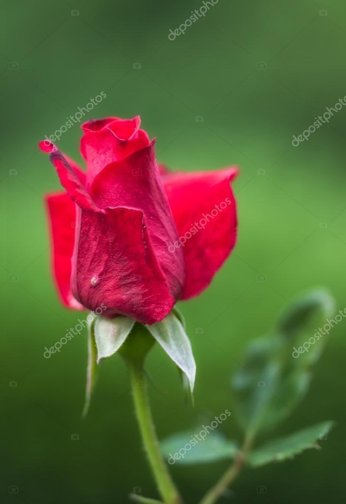 Single Red Rose Bud — Stock Photo © kat08 #43060131
