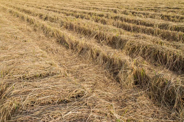 Paille de riz images libres de droit, photos de Paille de riz ...