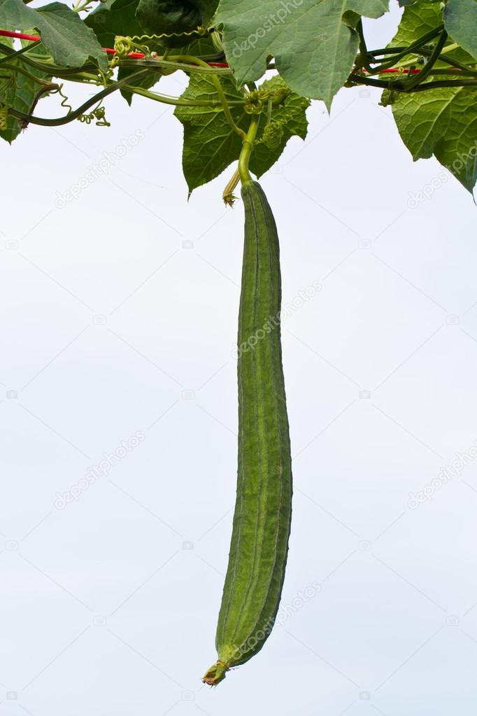 Angled gourd Stock Photo by ©Praiwun 31980431