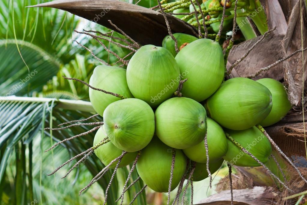 Bunch of coconuts on tree — Stock Photo © Praiwun #35952947 Bunch of coconuts on tree — Stock Photo © Praiwun #35952947