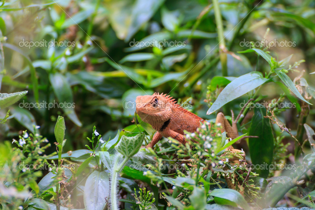 Brown Lizard, asian lizard or tree lizard — Stock Photo © Praiwun #44786687