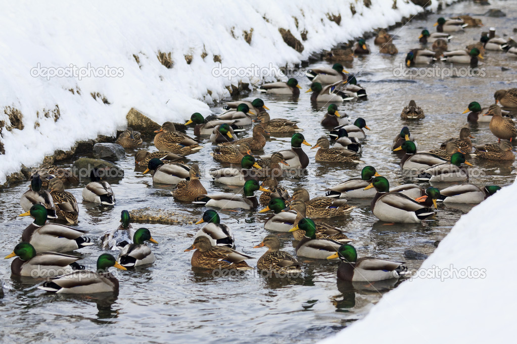 A multitude of ducks — Stock Photo © susanoo #32348211