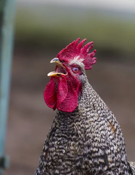 Crowing rooster Stock Photos, Royalty Free Crowing rooster Images ...