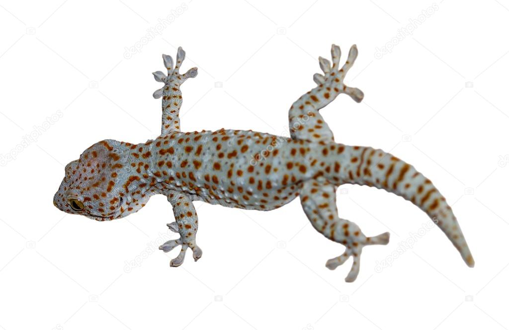Gekko gecko Stock Photo by ©tipchai 34936905