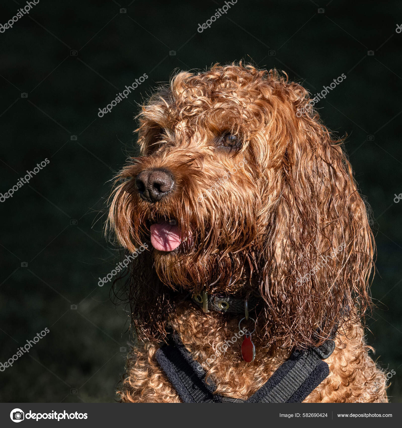 Red Cockapoo Dog Sitting Attentively Walk Waiting Biscuit — Stock Photo ...