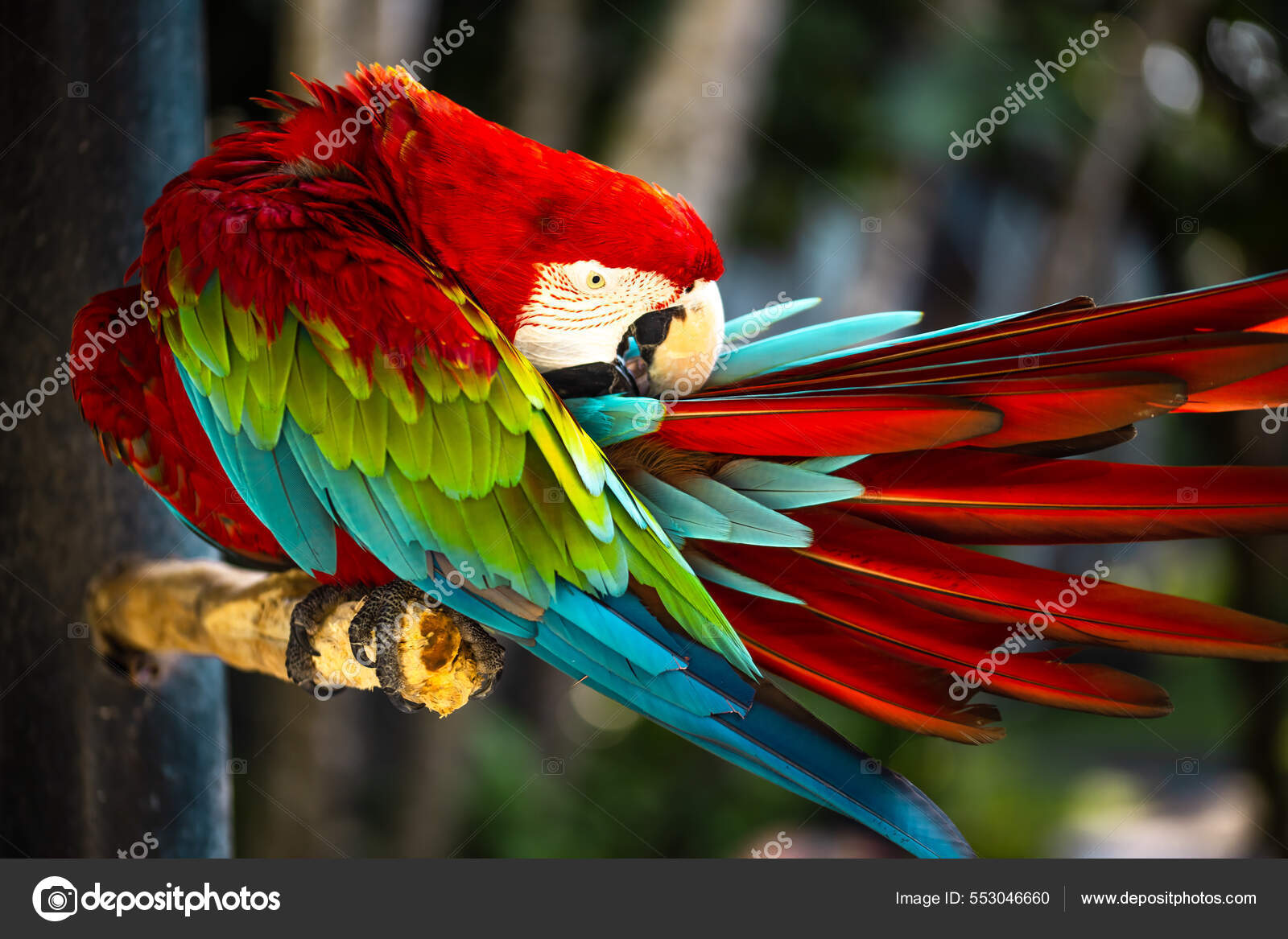 Sitting Macaw Parrot Wallpapers