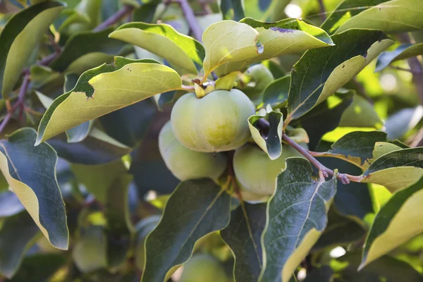 Persimmon tree Stock Photos, Royalty Free Persimmon tree Images | Depositphotos