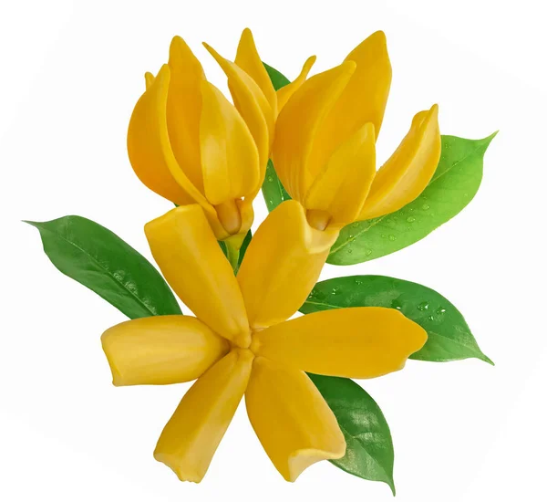 Champaca Stock Photos, Royalty Free Champaca Images | Depositphotos