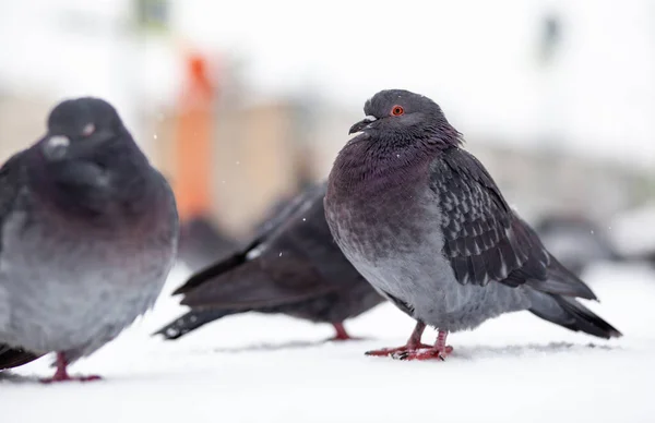 Ice pigeons Stock Photos, Royalty Free Ice pigeons Images | Depositphotos