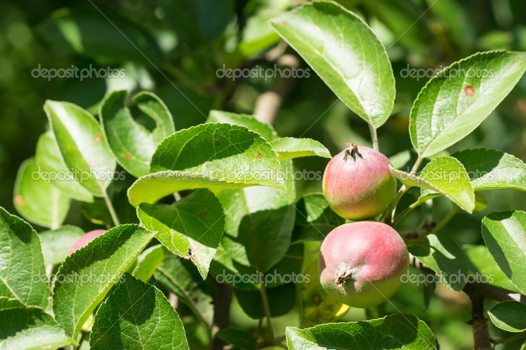Two apples on a branch in a garden — Stock Photo © Tallula #50521385