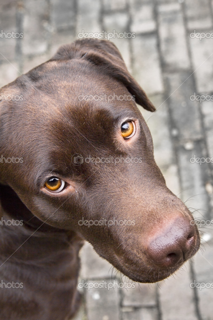 Brown Labrador with beautiful bright orange eyes — Stock Photo ...