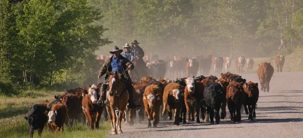 Cowboy herding cattle Stock Photos, Royalty Free Cowboy herding cattle ...