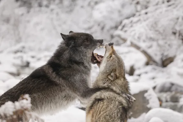 Wolves stream Stock Photos, Royalty Free Wolves stream Images ...