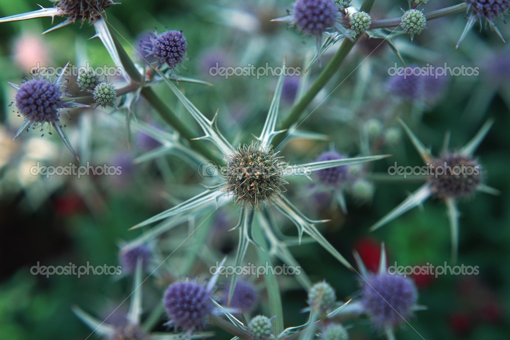 Purple wild thistles Stock Photo by ©DesignPicsInc 31604651