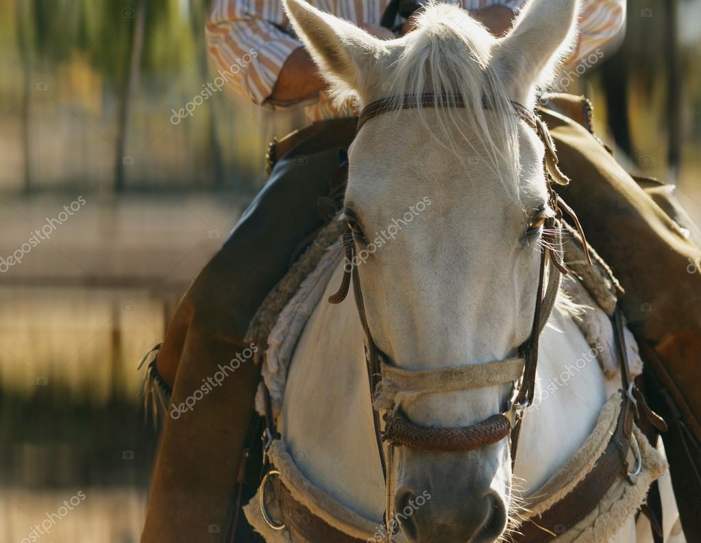 Horseback Riding — Stock Photo © DesignPicsInc #31604697