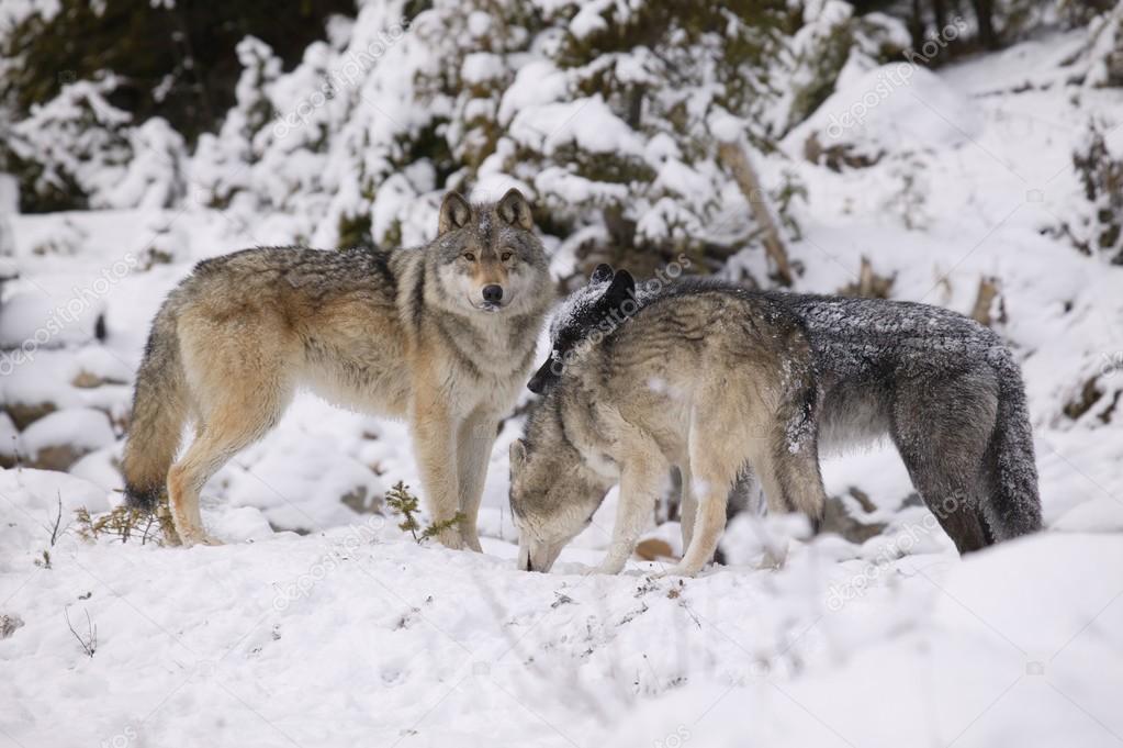 Three Wolves In The Snow — Stock Photo © DesignPicsInc #31609799