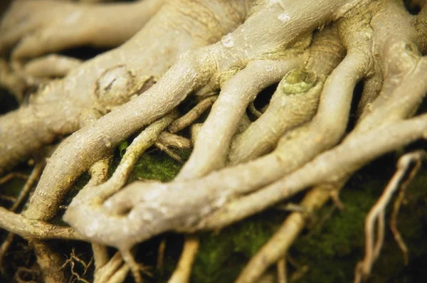 Plant fibre Stock Photos, Royalty Free Plant fibre Images | Depositphotos®