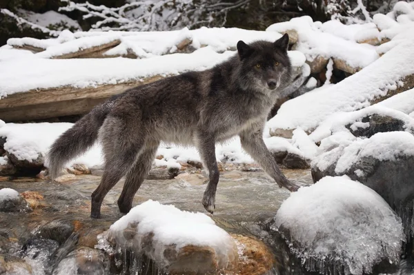 Wolf in nature — Stock Photo © DesignPicsInc #31620169