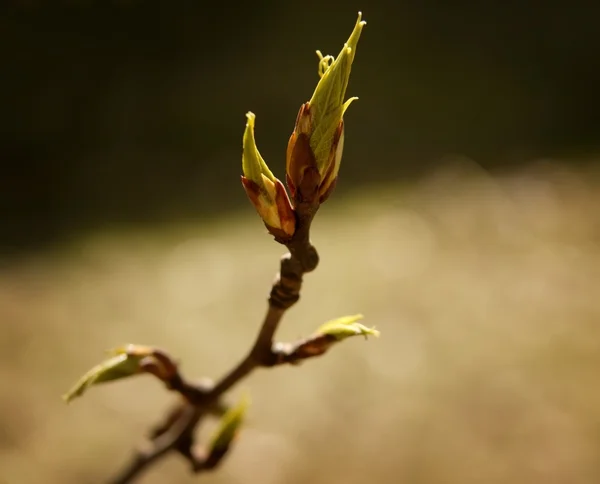 Budding Tree Leaf - Stock Image - Everypixel