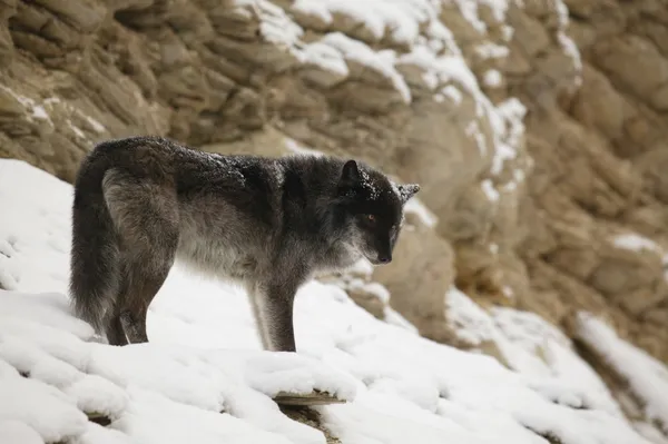 Alpha wolf Pictures, Alpha wolf Stock Photos & Images | Depositphotos®