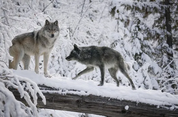 Scary wolf Stock Photos, Royalty Free Scary wolf Images | Depositphotos