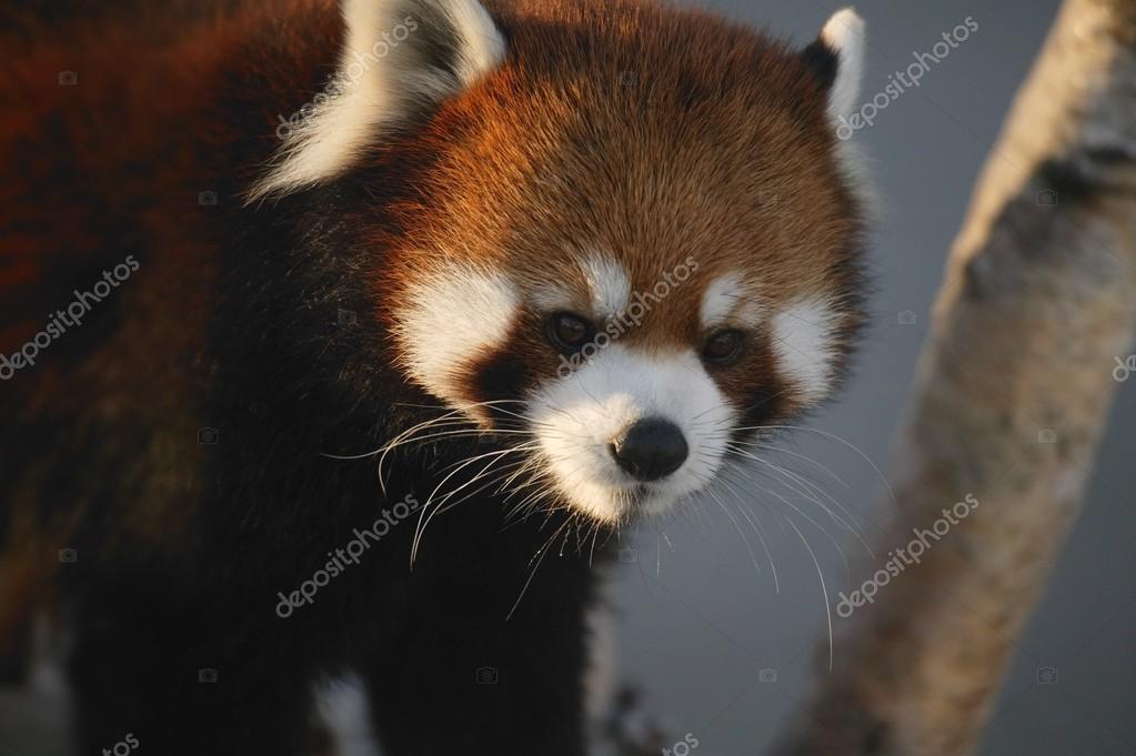 Red Panda — Stock Photo © DesignPicsInc #31610433