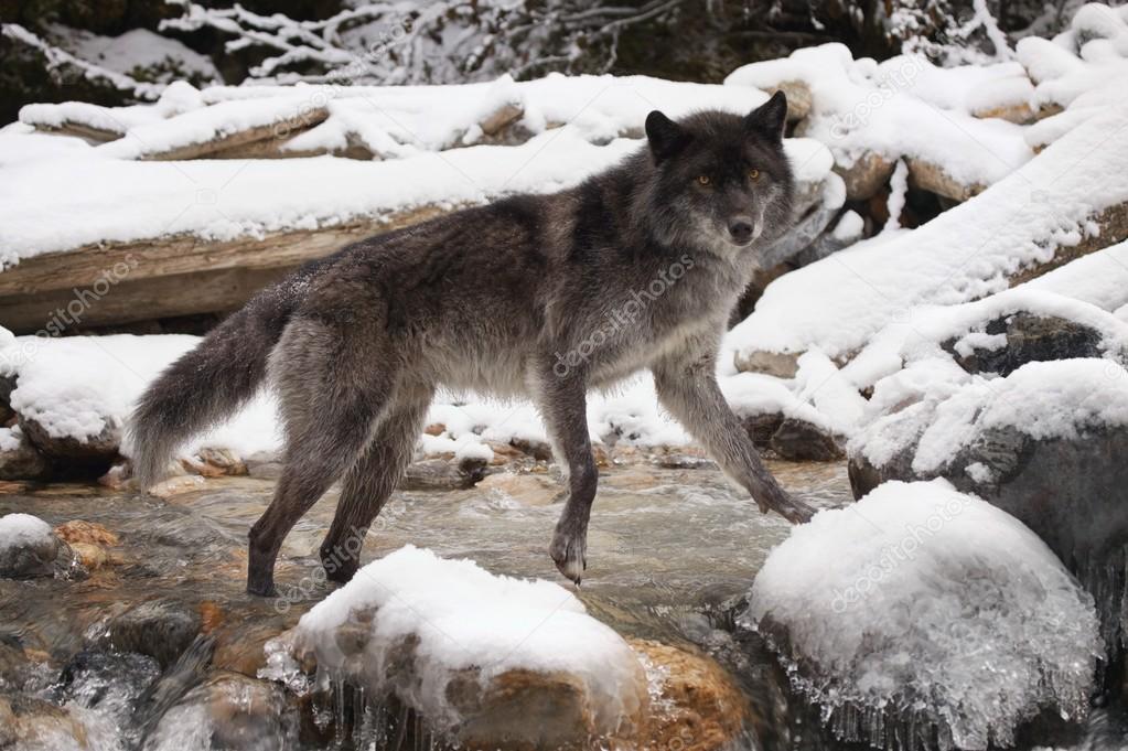 Wolf in nature Stock Photo by ©DesignPicsInc 31615471