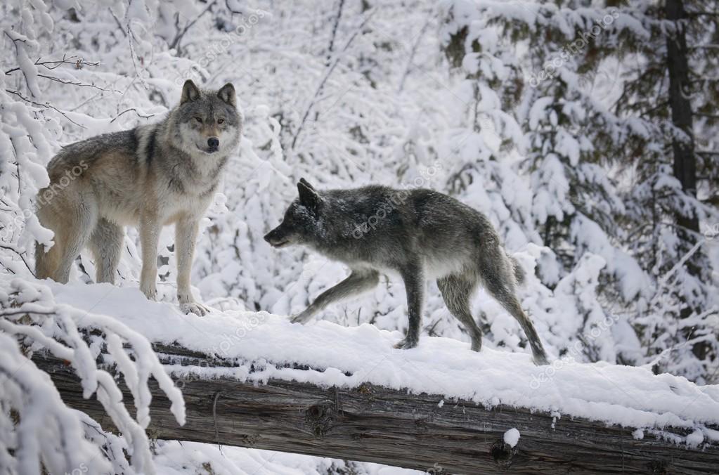 Wolves Stock Photo by ©DesignPicsInc 31617941