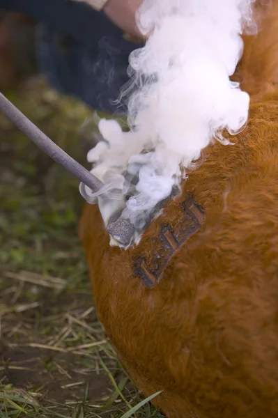 Cattle branding Stock Photos, Royalty Free Cattle branding Images ...
