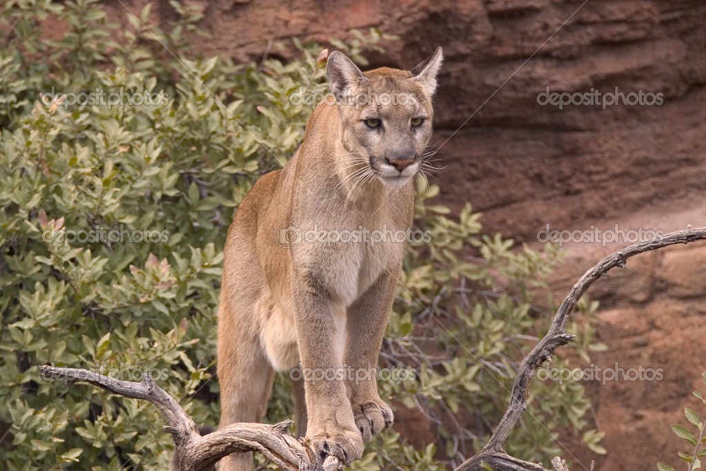 Puma in nature — Stock Photo © DesignPicsInc #31622891