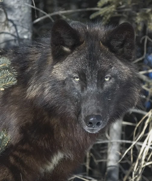Black Wolf Hybrid With Blue Eyes