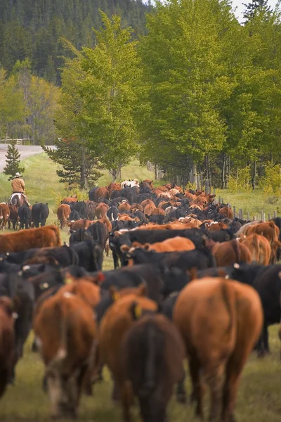 Cattle round up Stock Photos, Royalty Free Cattle round up Images ...