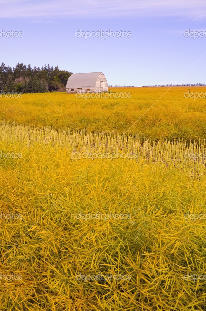 Field Of Crops Stock Photo by ©DesignPicsInc 31678477
