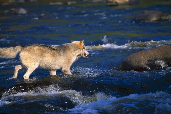 River wolf Stock Photos, Royalty Free River wolf Images | Depositphotos®