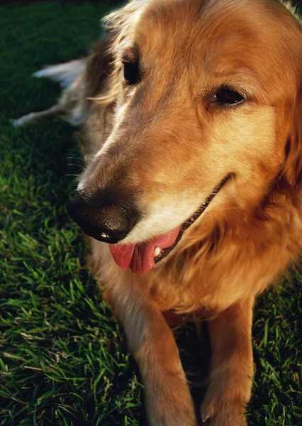 Closeup Of Dog's Face - Stock Image - Everypixel