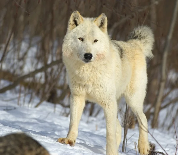 Wolf alpha Stock Photos, Royalty Free Wolf alpha Images | Depositphotos