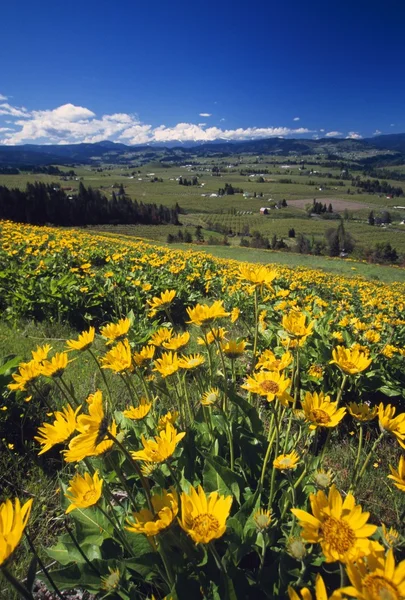 Yellow Flowers Blooming, Hood River Valley, Mount Hood - Stock Image ...