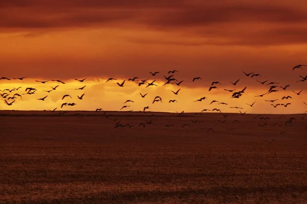 Birds Flying Over Water - Stock Image - Everypixel
