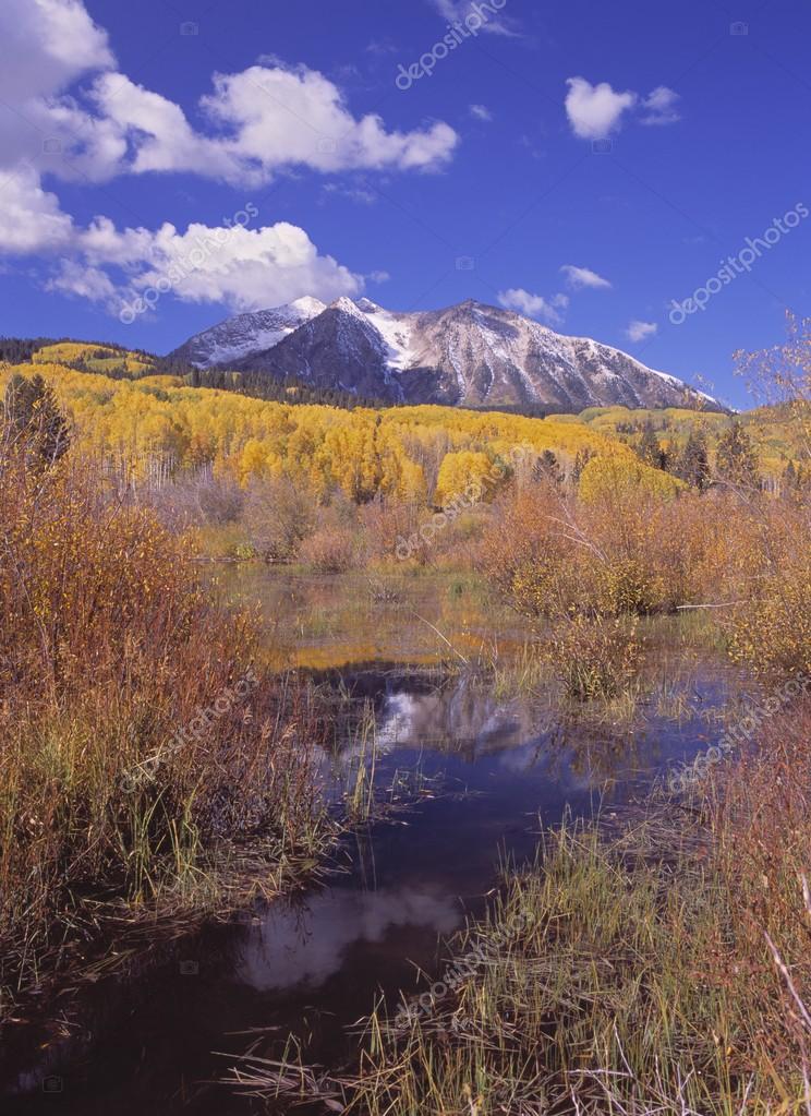 Beaver Pond In An Autumn Aspen Grove, Rocky Mountains, Gunnison ...