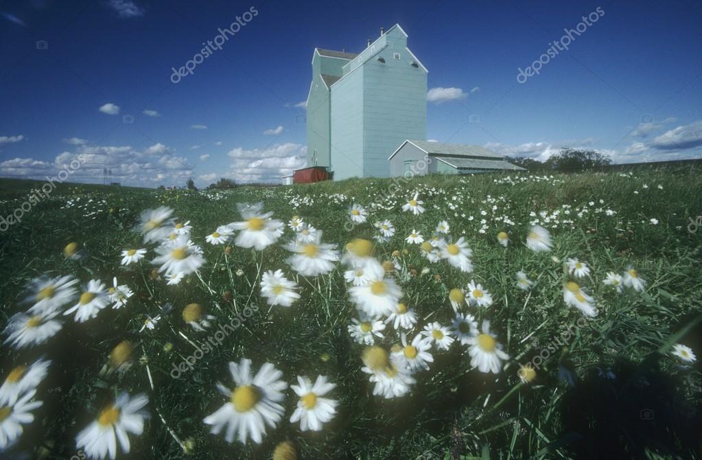 Daisy Field And Grain Elevators, Alberta, Canada Stock Photo by ...