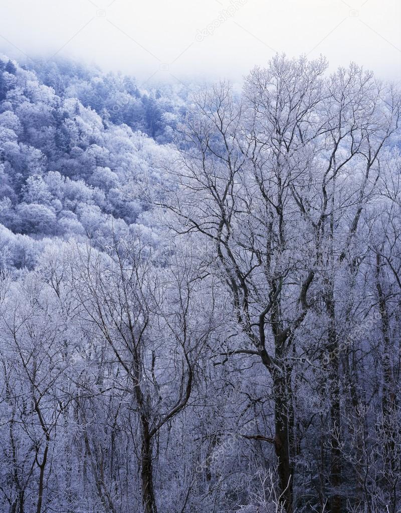 Nieve en los árboles del bosque, troncos de color negro, Newfound Gap ...