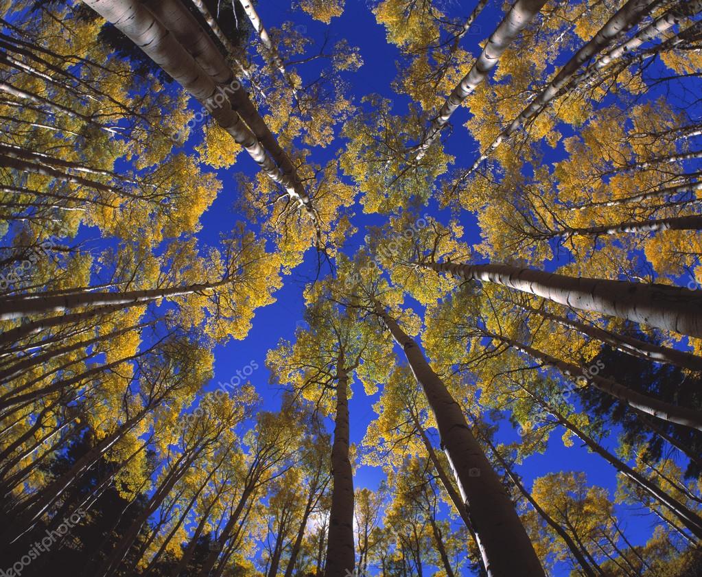 Looking Up At Autumn Tree Tops Stock Photo by ©DesignPicsInc 31692565