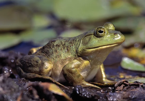 Bullfrog Stock Photos, Royalty Free Bullfrog Images | Depositphotos