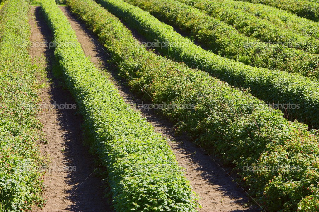 Raspberry Farm Stock Photo by ©DesignPicsInc 31709279